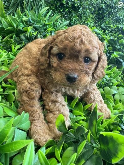 Brown Cavoodles | Brown Cavoodle Puppies for Sale