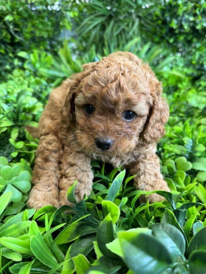 Brown Cavoodles | Brown Cavoodle Puppies for Sale