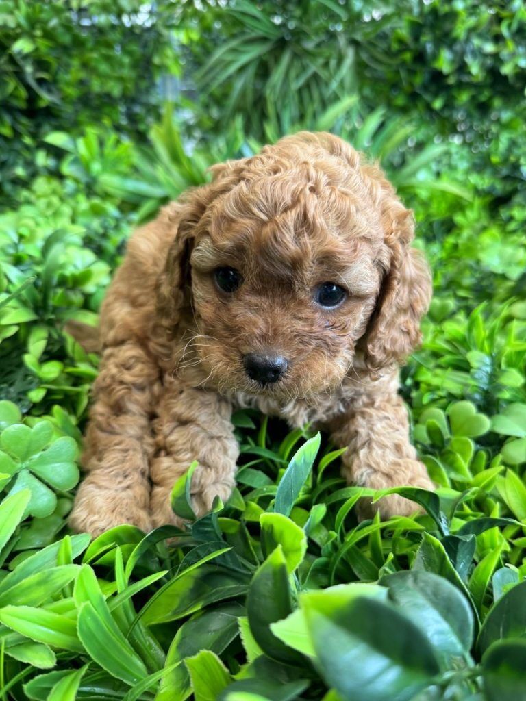 Brown Cavoodles | Brown Cavoodle Puppies for Sale