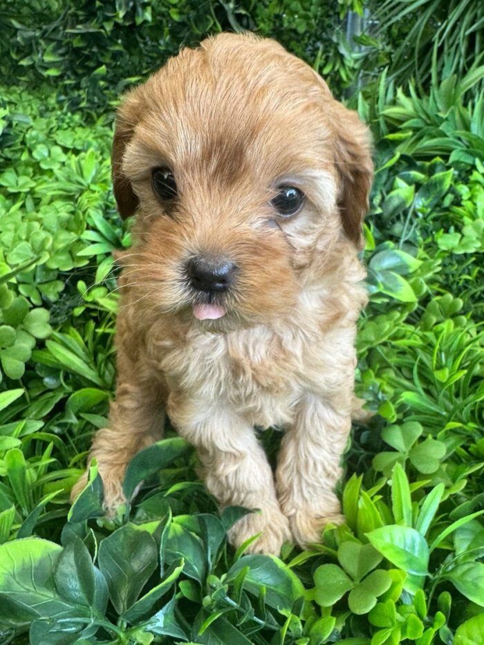 Brown Cavoodles | Brown Cavoodle Puppies for Sale