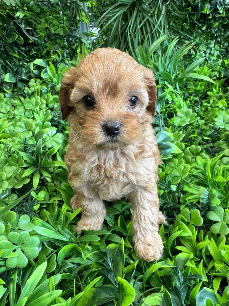 Brown Cavoodles | Brown Cavoodle Puppies for Sale