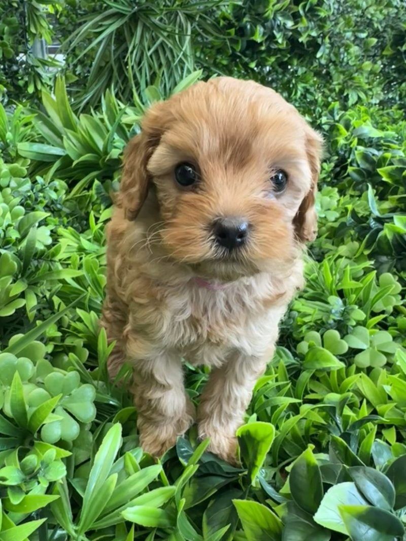 Brown Cavoodles | Brown Cavoodle Puppies for Sale