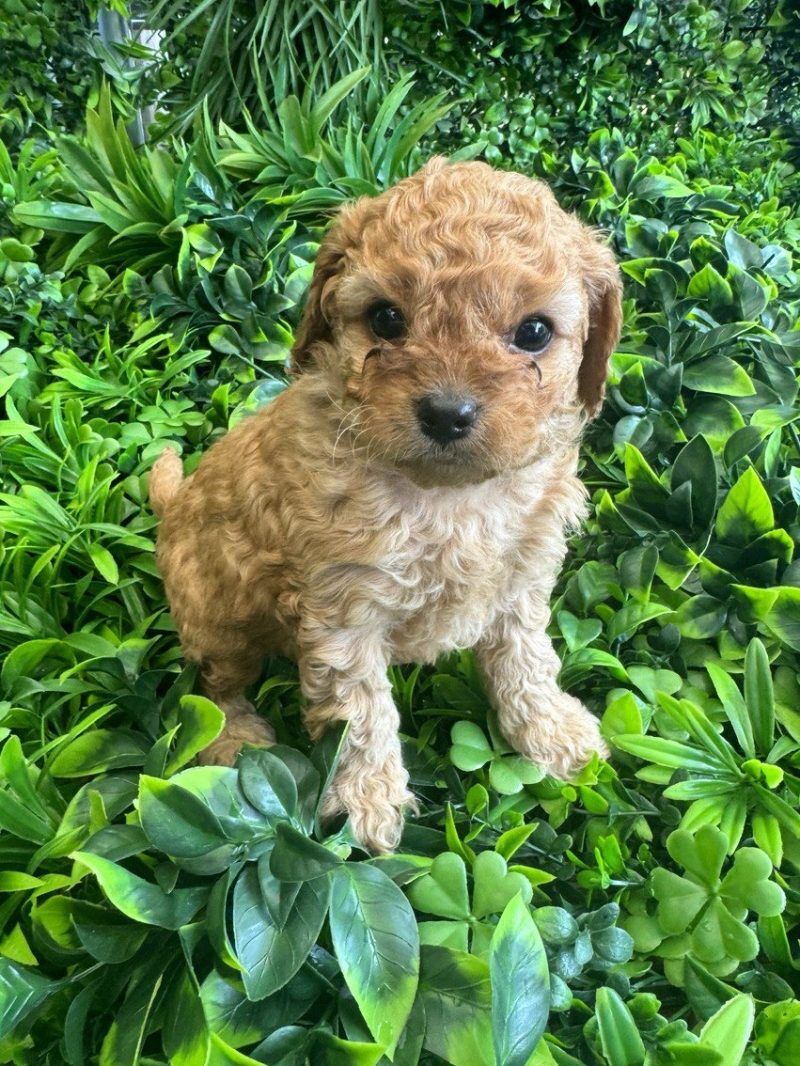 Brown Cavoodles | Brown Cavoodle Puppies for Sale
