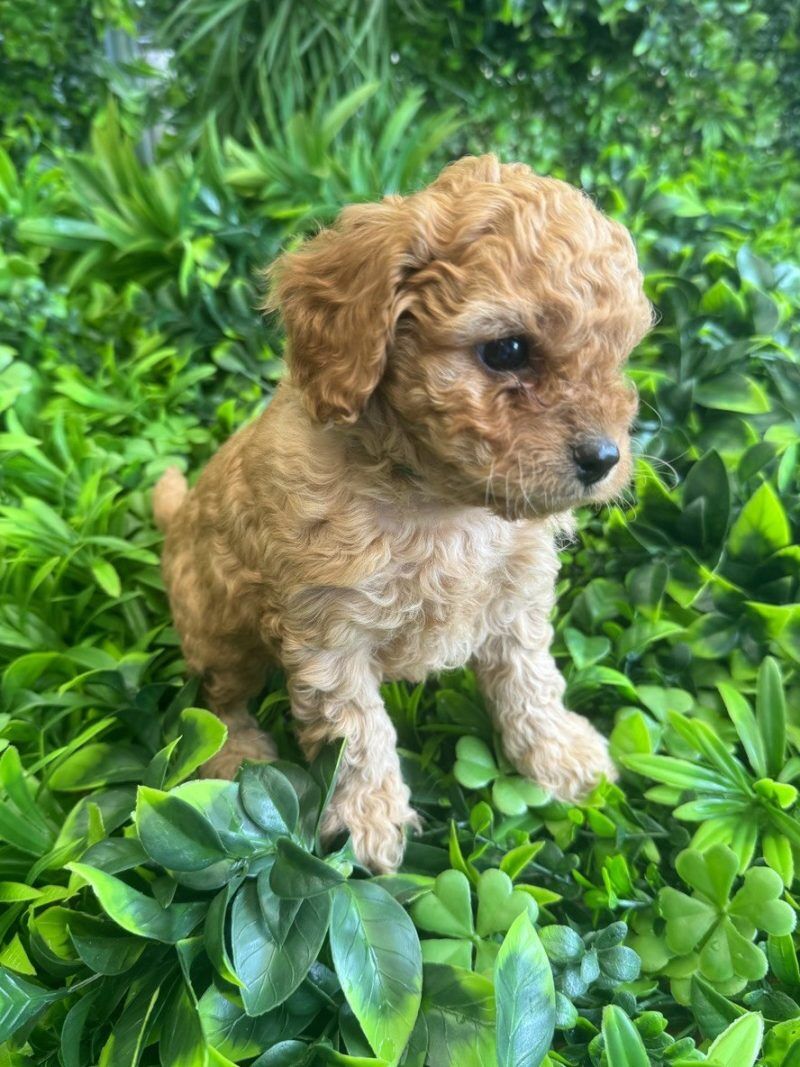 Brown Cavoodles | Brown Cavoodle Puppies for Sale