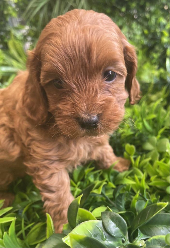 Brown Cavoodles | Brown Cavoodle Puppies for Sale