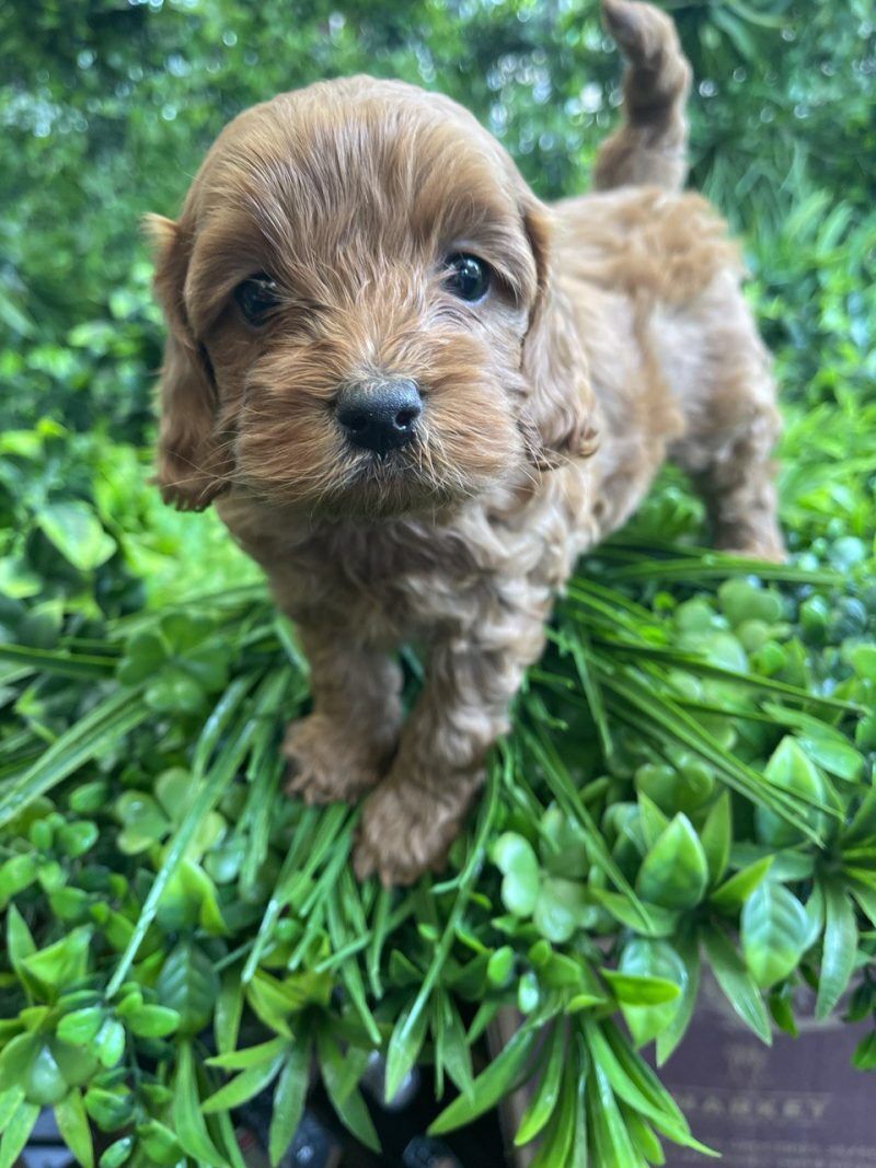 Brown Cavoodles | Brown Cavoodle Puppies for Sale