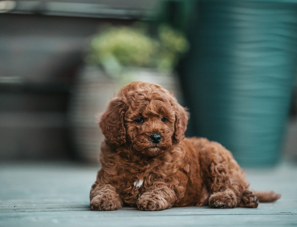 5 Things You Need to Know Before Getting a Toy Cavoodle - Boutique ...